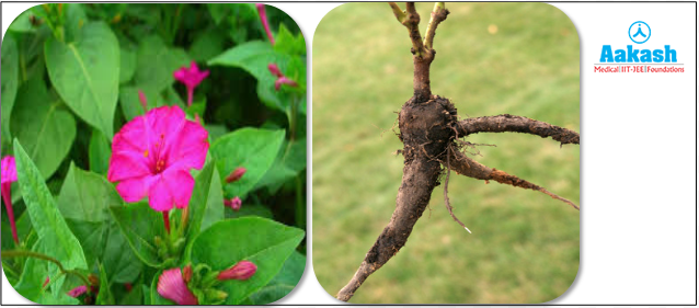 Root: Definition, Explanation, Characteristic features & Types | AESL